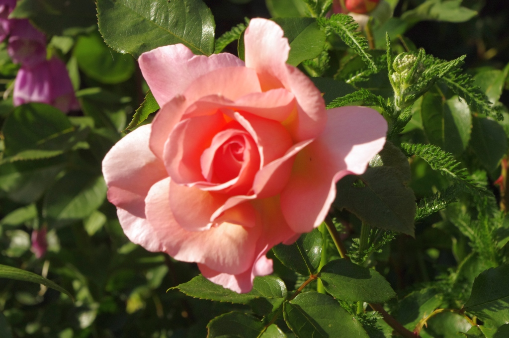 roos on roos: Pojengide....