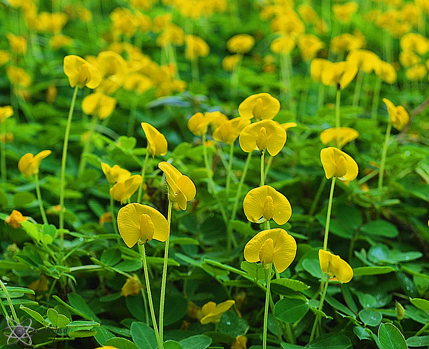 Flower Power Tuesday: Peanuts?