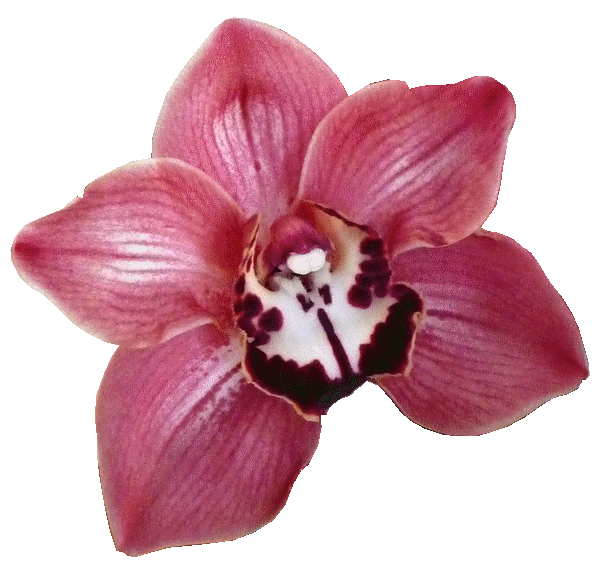 ORCHIDEA