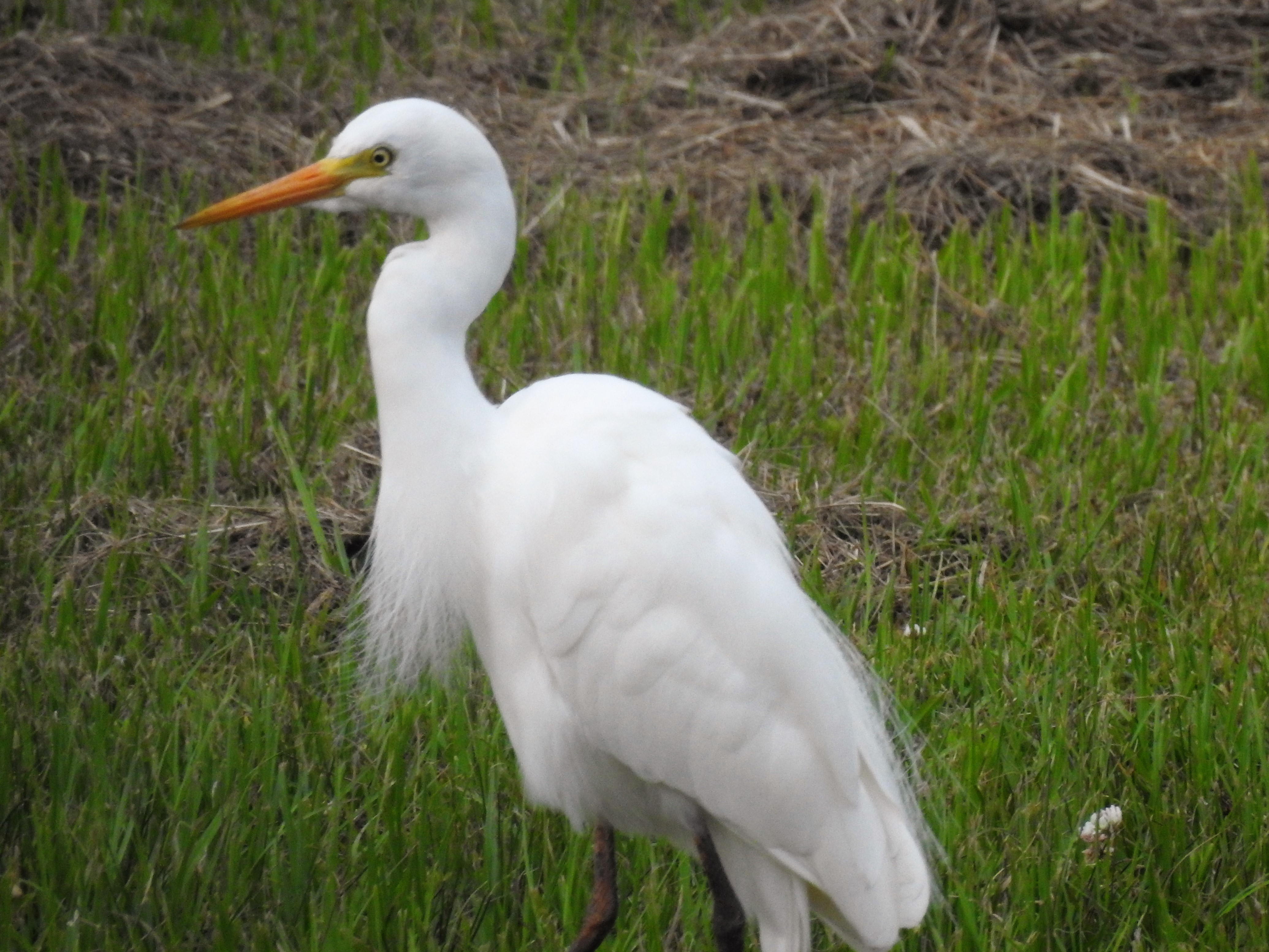 Birding - Tweed Heads - Australia: Tweed Bird List with Photos