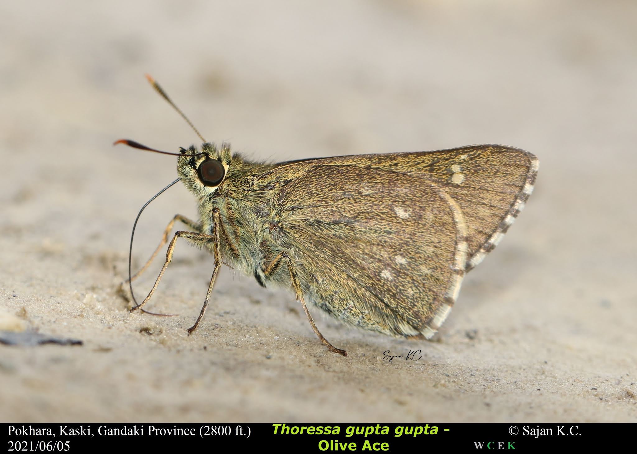 Butterflies of Nepal