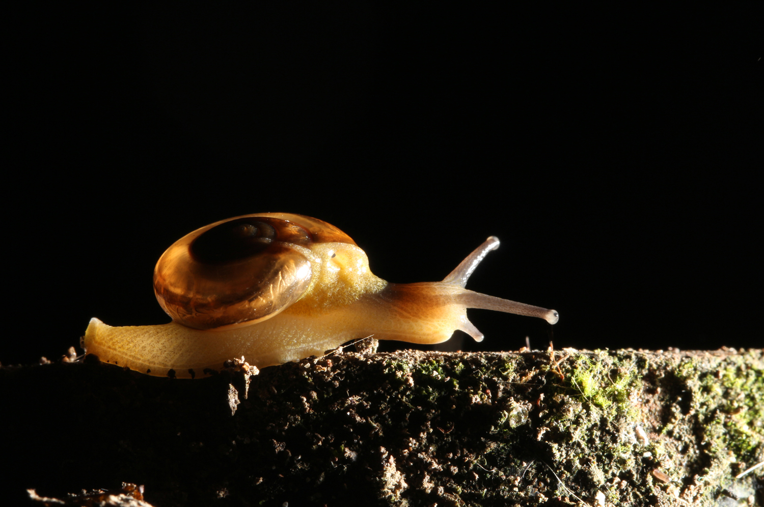 The World According to Sroyon: Horntail Snail