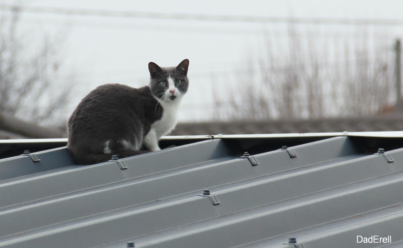 photos-enflanant: Le chat est sur le toit - Lyon 2017