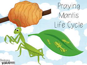 Praying Mantis Life Cycle For Kids