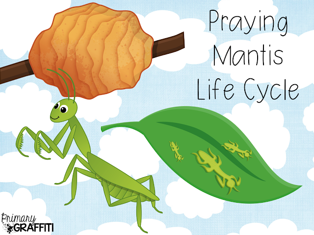 Primary Graffiti: Life Cycle of a Praying Mantis