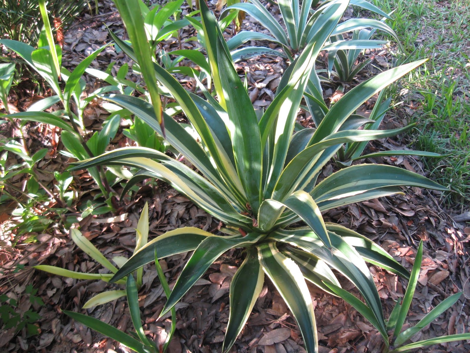 The Tropical Garden Of The RETREAT: Agave desmettiana Variegata