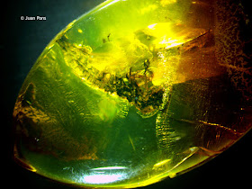 Microscope World Blog: November 2016