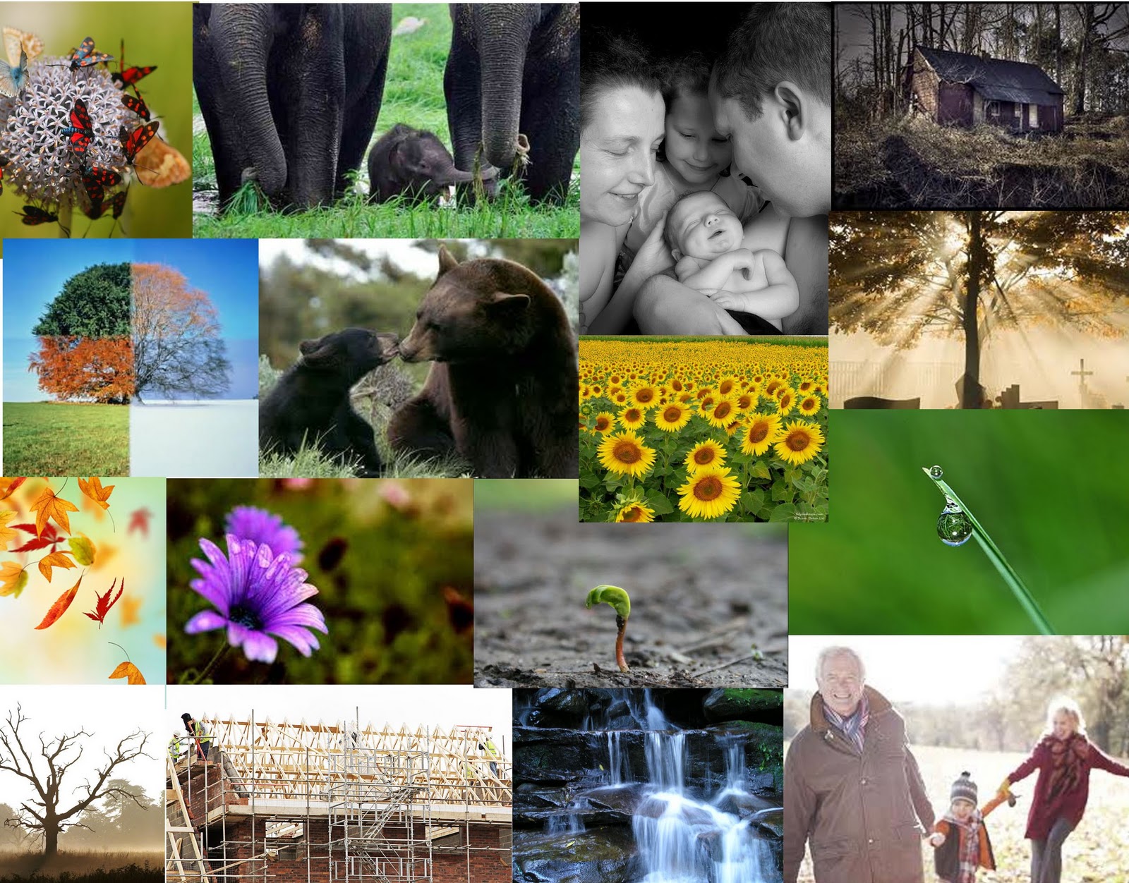 Louise Johnson Photography: Unit 2 - Life Cycle