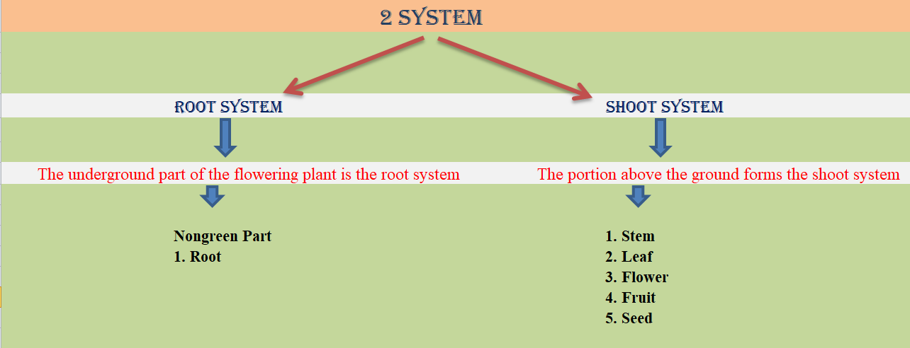 Parts of Plant: root and shoot system | study science