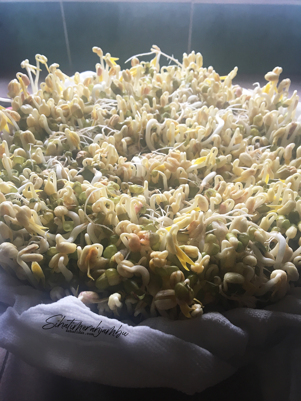 Cara Mudah Tanam Taugeh