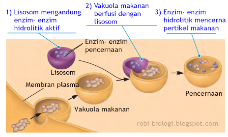 Lisosom: Kompartemen Pencernaan - BELAJAR BIOLOGI