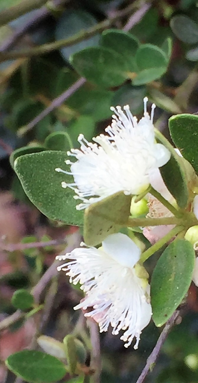 Bosque Esclerófilo Costero, Concón , Valparaíso. : 5 Arrayán Blanco ...
