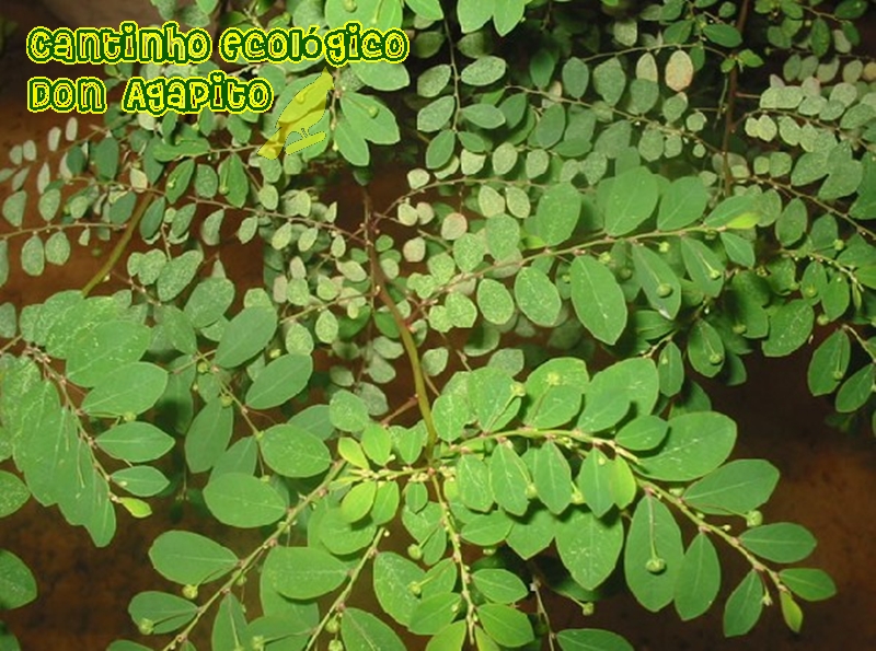 Sapecando O Roçado : Quebra Pedra