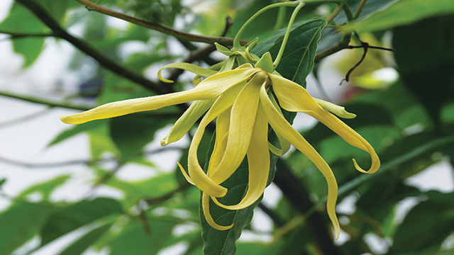 Tanaman Bunga Kenanga tumbuhan bermanfaat | Landscaping And Modern ...