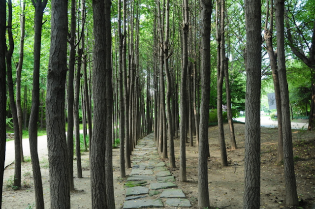 AREX: [AREX NUMBER] Dive into Nature in the City at Seoul Forest