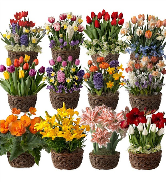 29 Design Studio: 2017