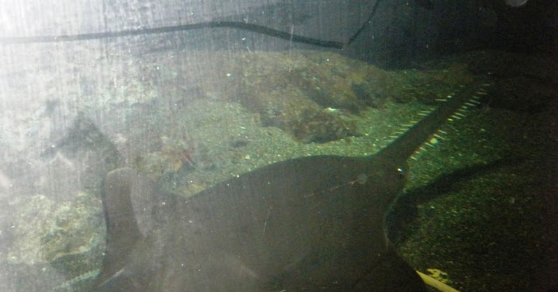 The Zoo Review: Species Fact Profile: Largetooth Sawfish (Pristis pristis)