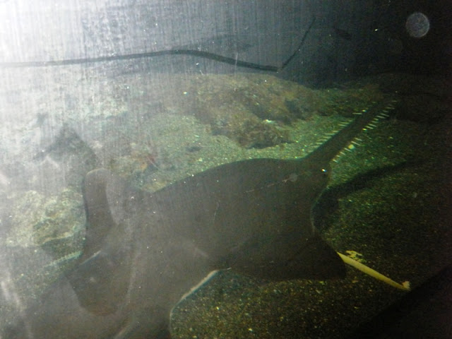 The Zoo Review: Species Fact Profile: Largetooth Sawfish (Pristis pristis)