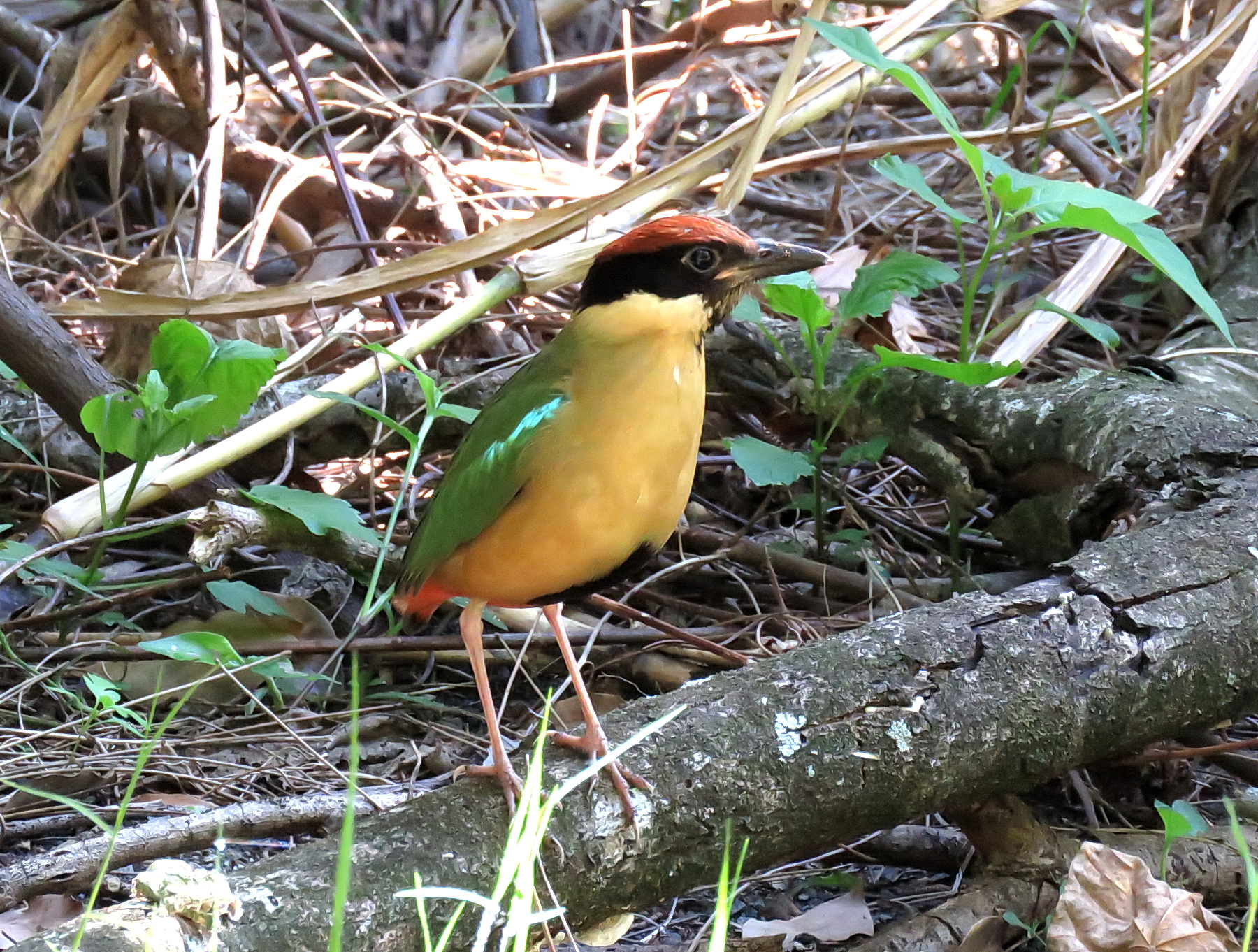 Birding - Tweed Heads - Australia: Tweed Bird List with Photos