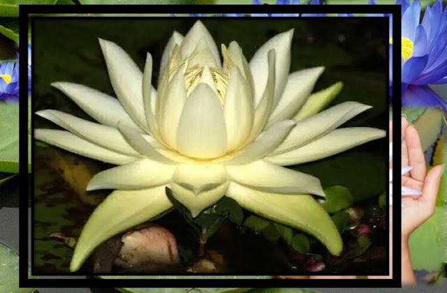 Macam Jenis Bunga TERATAI beserta Fungsi dan Manfaatnya - INDONESIAN ...