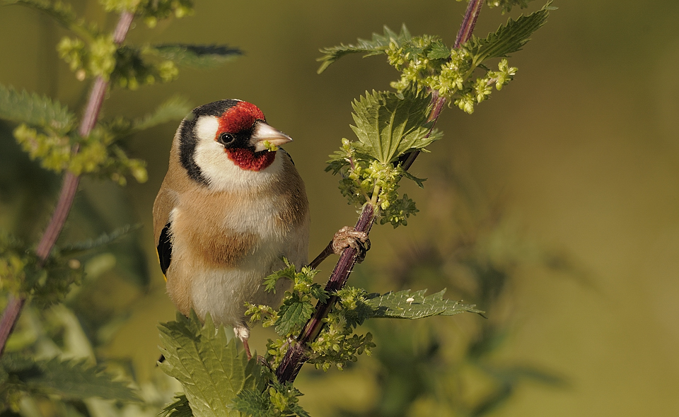 fotografia de naturaleza: Granivoros.