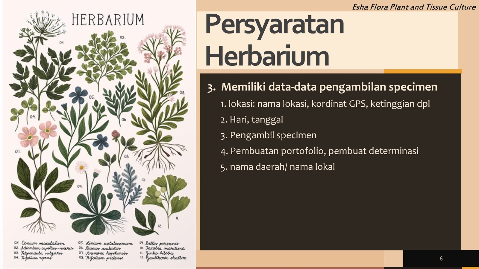 Webinar Mengenal dan Cara Pembuatan Herbarium ~ ESHA FLORA Webinar Mengenal dan Cara Pembuatan Herbarium ~ ESHA FLORA