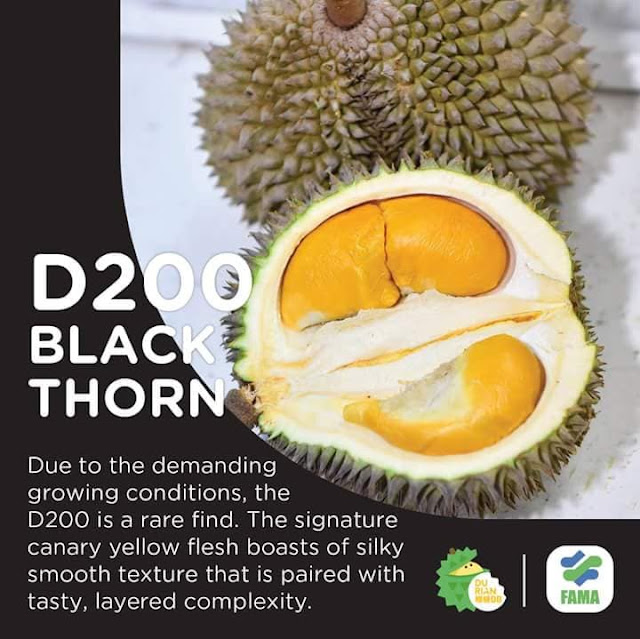 24 Jenis-Jenis Durian Beserta Nombor Code Yang RARE, Jarang Kita Dengar