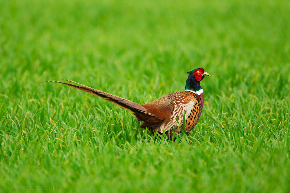 WildLife: Common Pheasant Beautiful Bird in The World