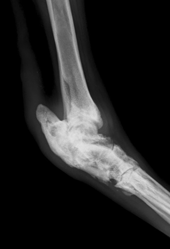 Traumatología y Ortopedia Veterinaria: Traumatologia