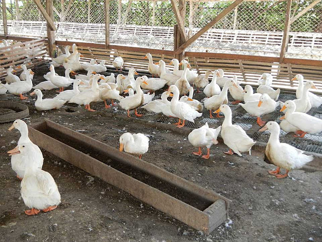 Domestic Duck can be kept as Pet at Garden or Backyard