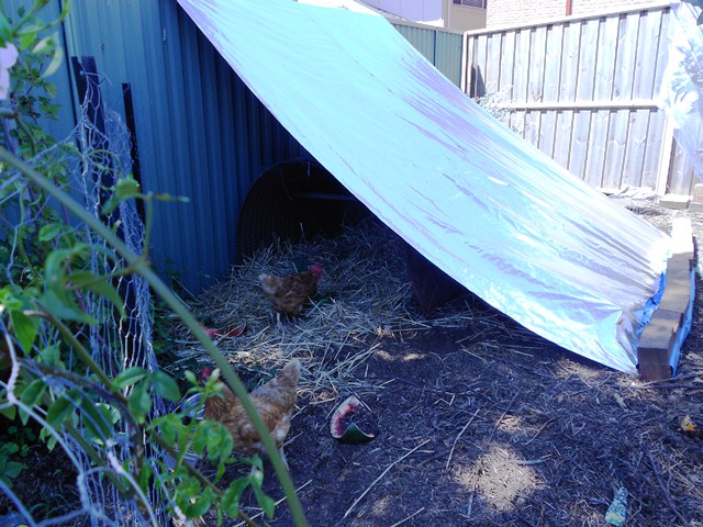 making many things with hands: Shade for chickens