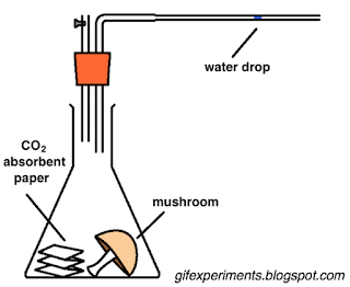 GIF Experiments (GIXP)