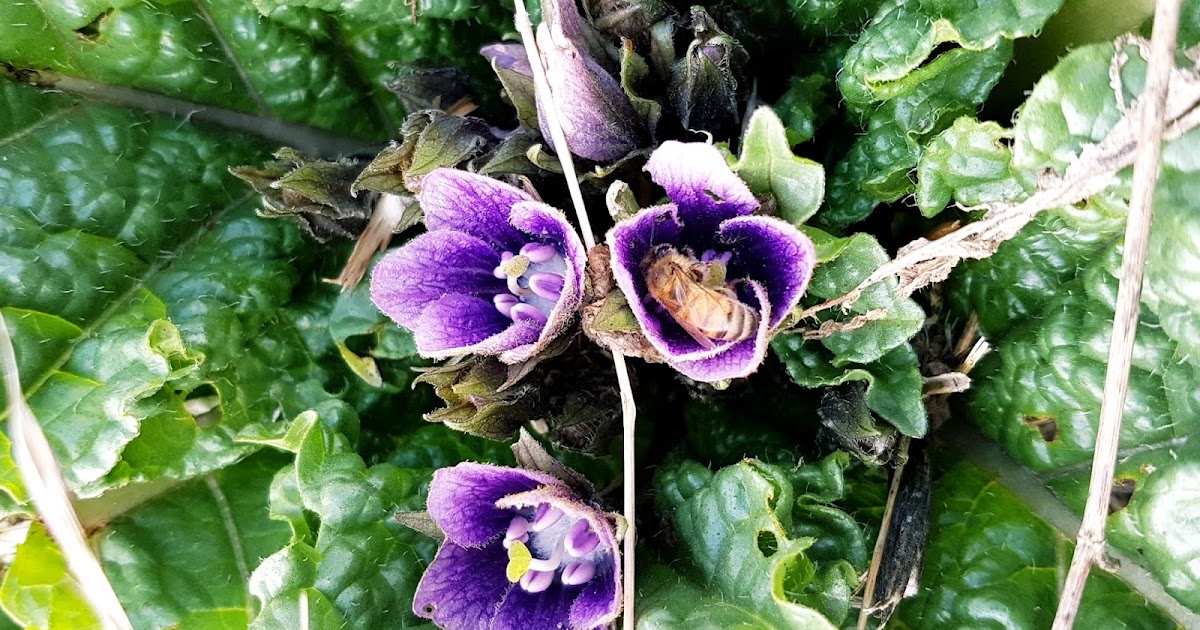 Mandragora (mandrake)