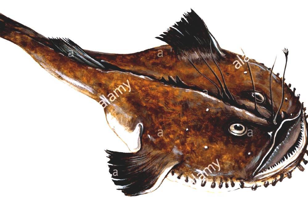 Lophius - Monk Fish