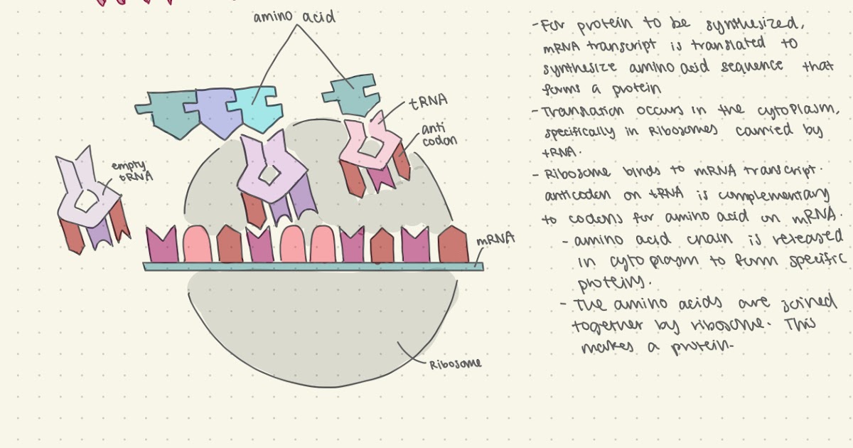 IGCSE Biology: 3.18B describe the stages of protein synthesis including ...