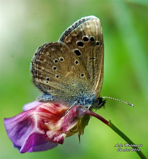 Biodiversidad Costa Granadina y ... (Fauna): Escamas azules ...