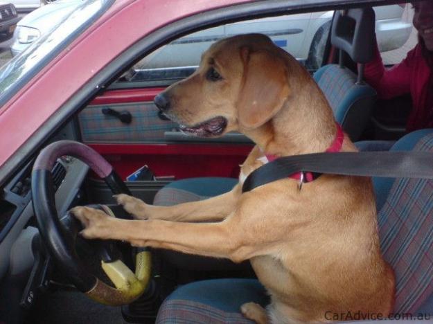 40 Cool dogs driving cars (40 pics) | Amazing Creatures