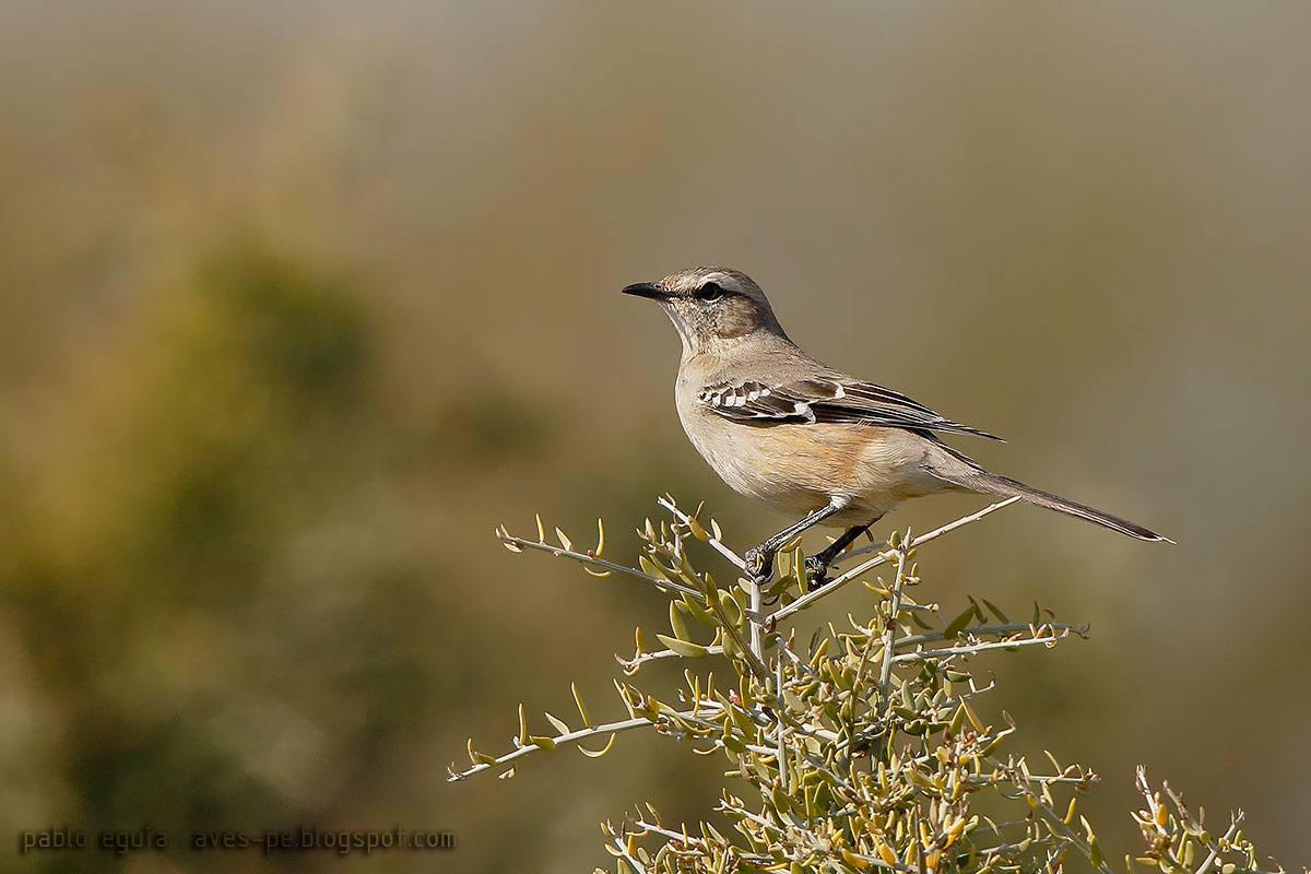 mis fotos de aves: Mimus patagonicus Calandria Mora Patagonian Mockingbird