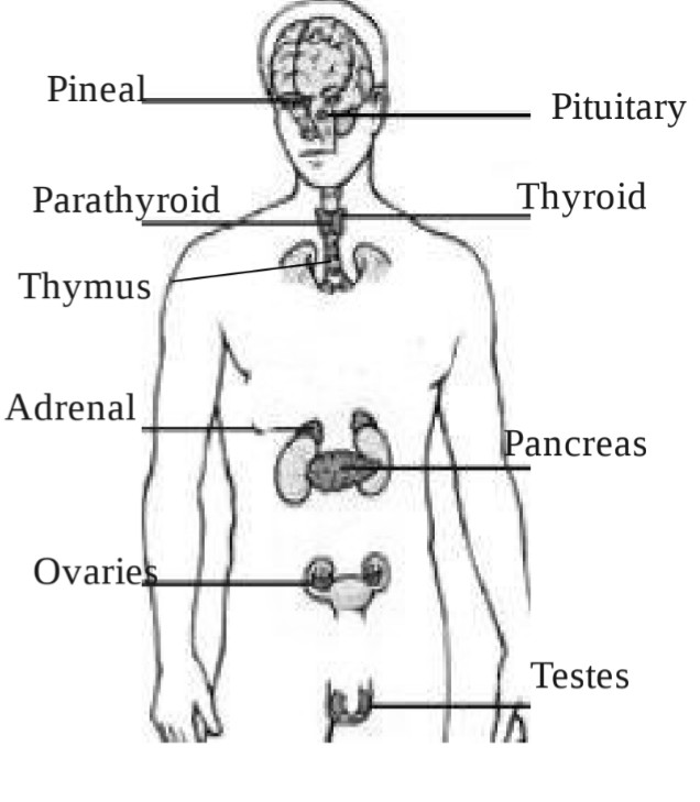 Chapter 3 CHEMICAL MESSAGES FOR HOMEOSTASIS ~ Sahal Anas