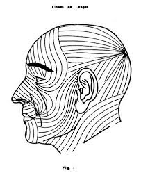 SANDRA MAZZEO........ SIMPLEMENTE ESTETICA: LINEAS DE LANGER ...