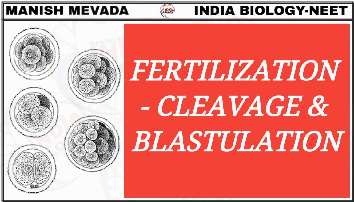 FERTILIZATION - CLEAVAGE & BLASTULATION
