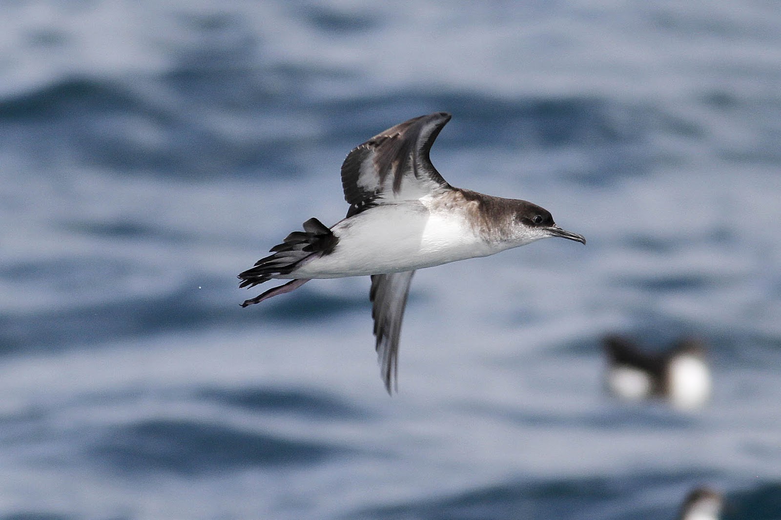 Joe Pender Wildlife Photography: Manx & Balearic Shearwaters