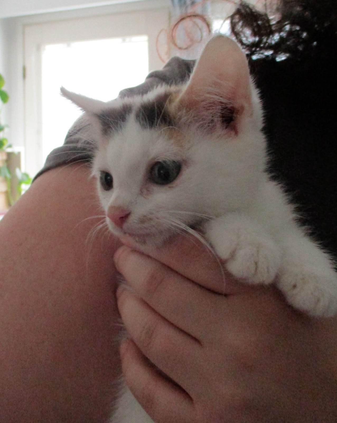 Suden silmukat: Ahududu Abudabo Aladobi