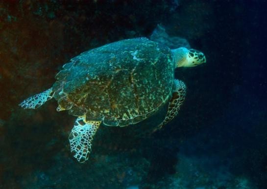 Blog Edukasi Perikanan: IDENTIFIKASI PARAMETER KIMIA DAN BIOLOGI AIR ...