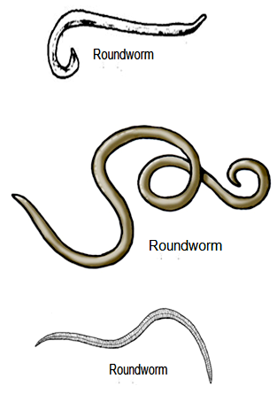 Chapter 3 Livestock Parasites Form 4 Students