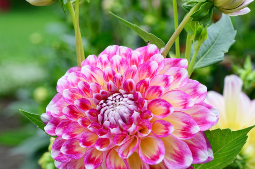 VERDE TIME by Stefano Tenneroni: VERDE TIME CURARE LE PIANTE: DALIA