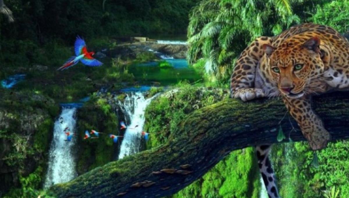 Floresta Amazônica - Características e Encantos ~ Áreas Verdes das ...