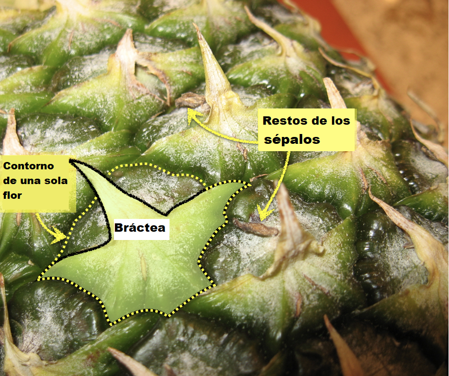 Sobre esto y aquello: El fascinante interior de una piña
