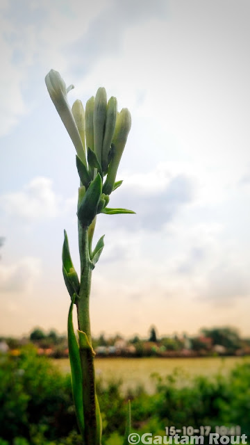 Ekamravan, Bhubaneswar