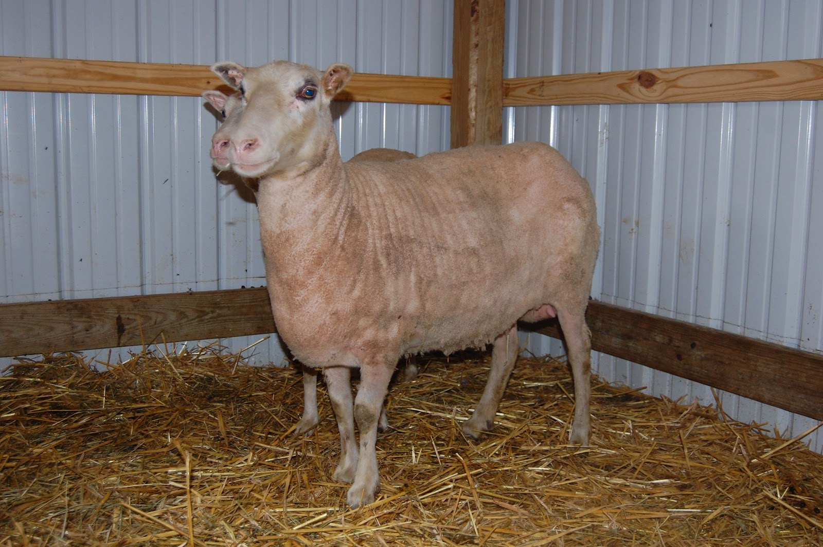 Little Hills Sheep Ranch: New Finnish Landrace sheep!!